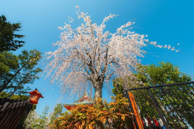 19 Best Places to Visit in Japan in Spring - Mindful Travel Experiences