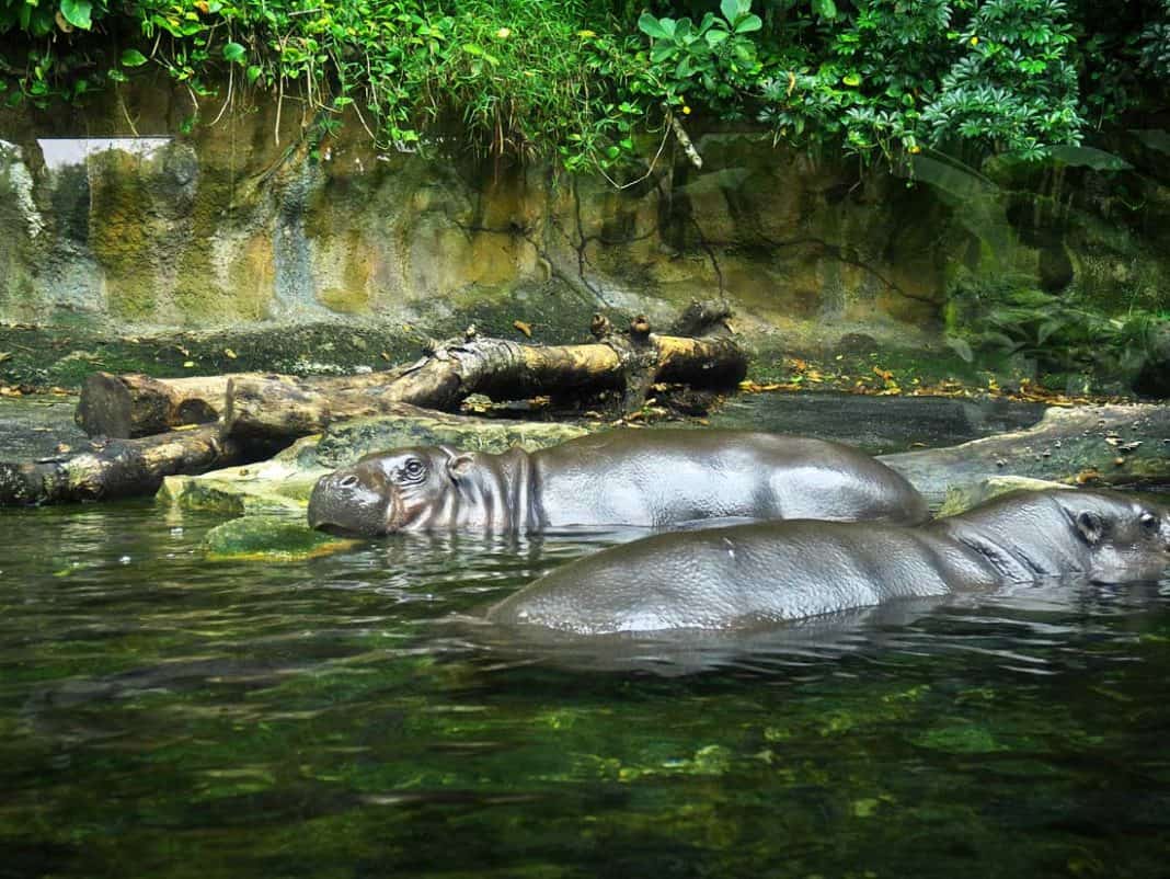14 Best Zoos in the World 2023 - Mindful Travel Experiences